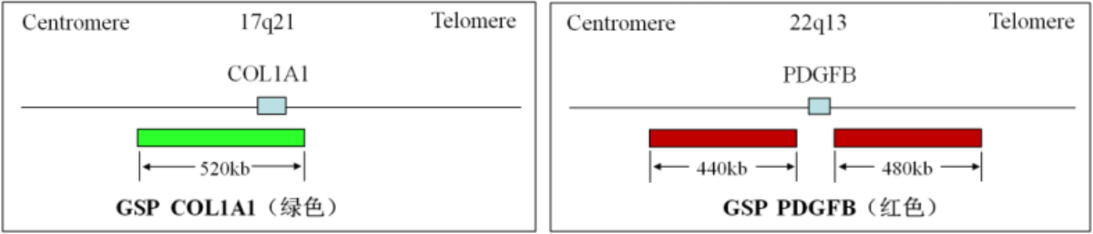 COL1A1/PDGFB融合基因t(17;22)探针 - 学习笔记-FZBL.TOP