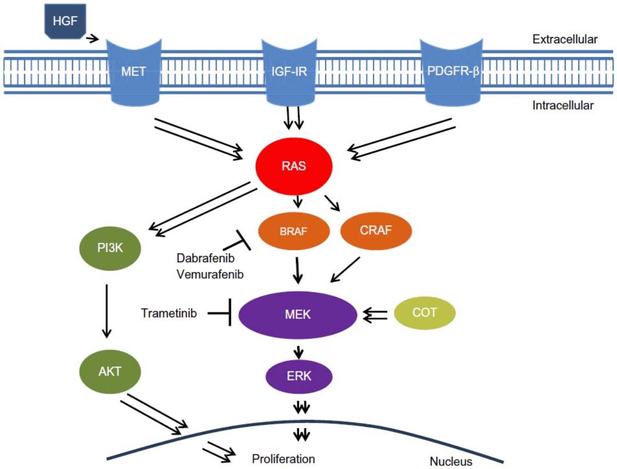 BRAF基因V600E突变检测 - 学习笔记-FZBL.TOP