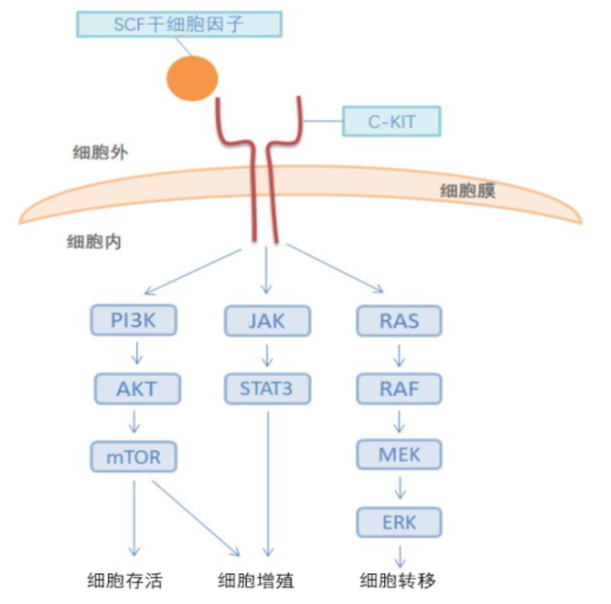 C-KIT基因 - 学习笔记-FZBL.TOP