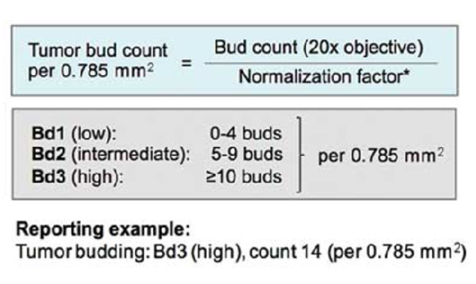 结直肠癌肿瘤出芽病理学评估 - 学习笔记-FZBL.TOP