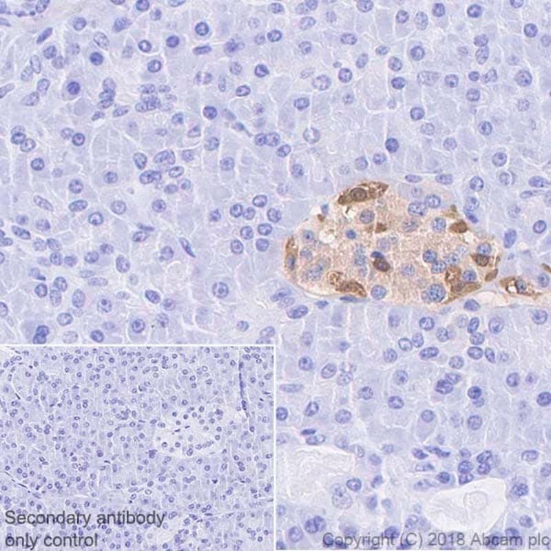 Glucagon - 学习笔记-FZBL.TOP